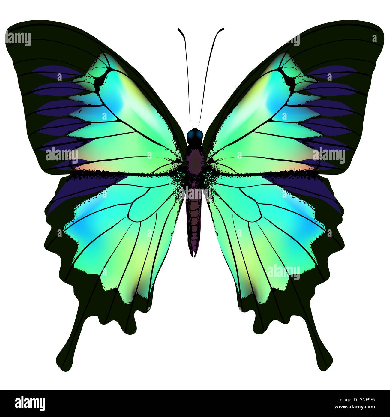 Butterfly vector illustration Stock Vector Image & Art - Alamy