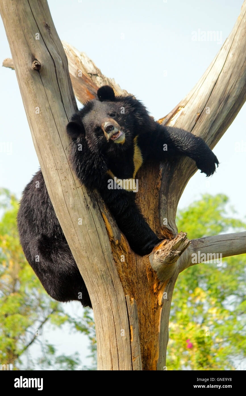 Asian Black Bear or the Himalayan Black Bear (Ursus thibetanus or ...