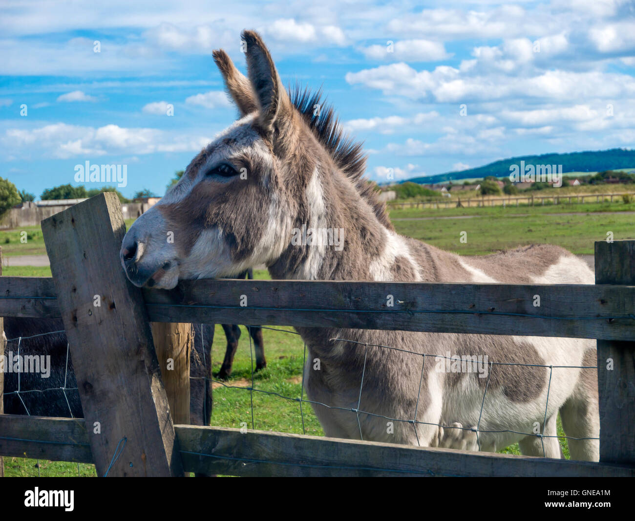 A grey and white donkey looking over a wooden fence in North Yorkshire ...