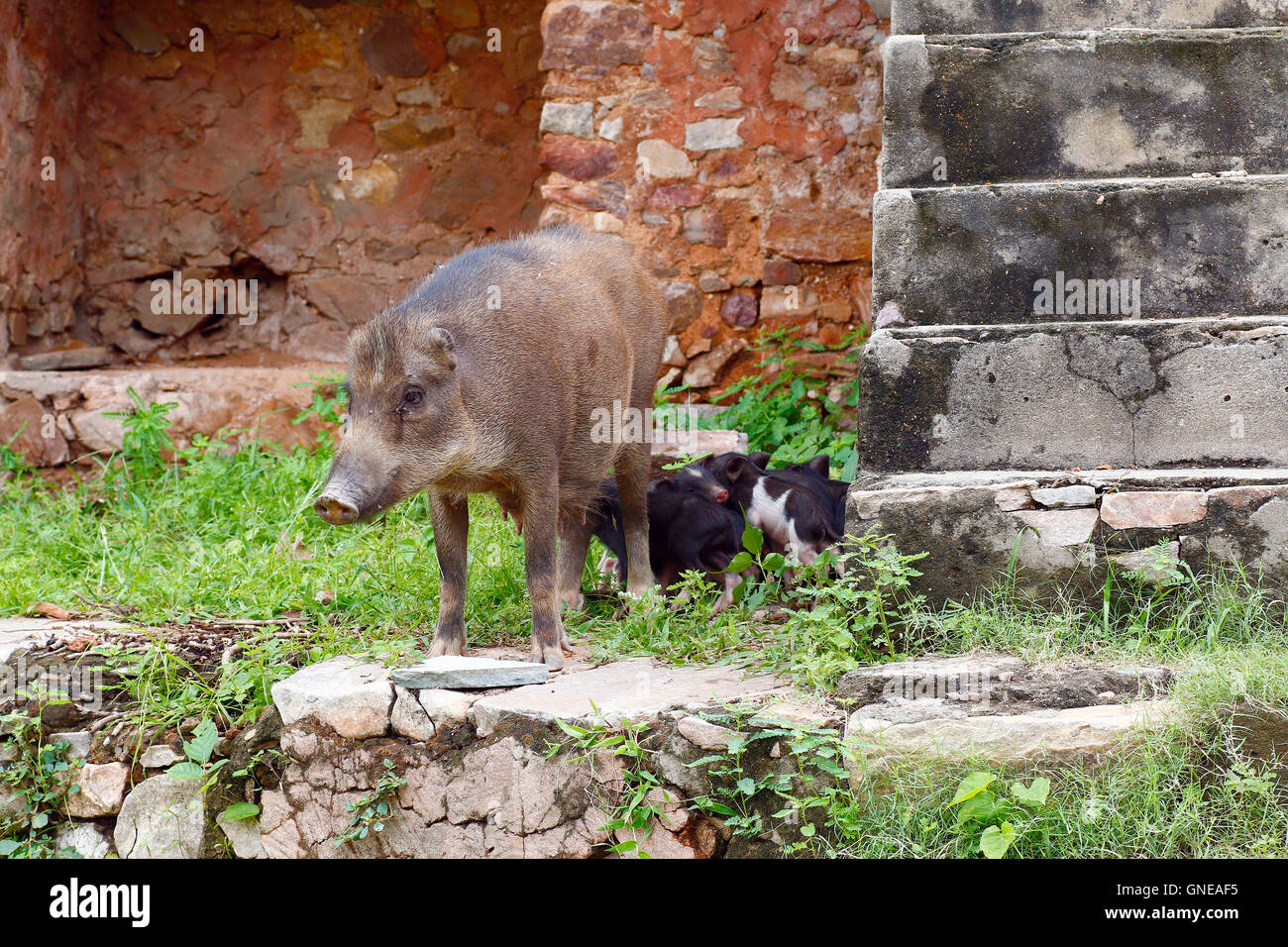 Mother female pig with piglets Stock Photo - Alamy