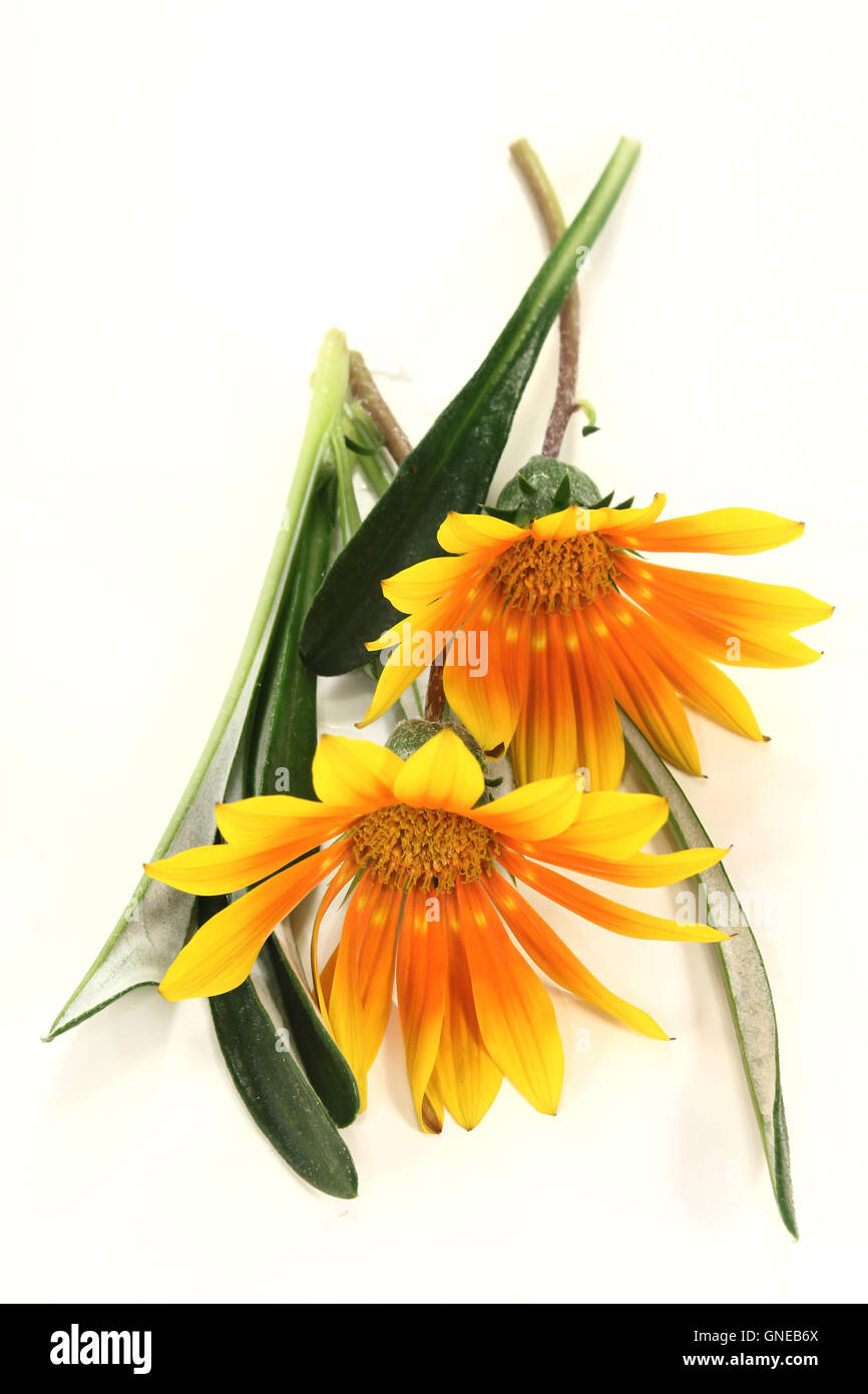 Bedding and balcony plant hi-res stock photography and images - Alamy