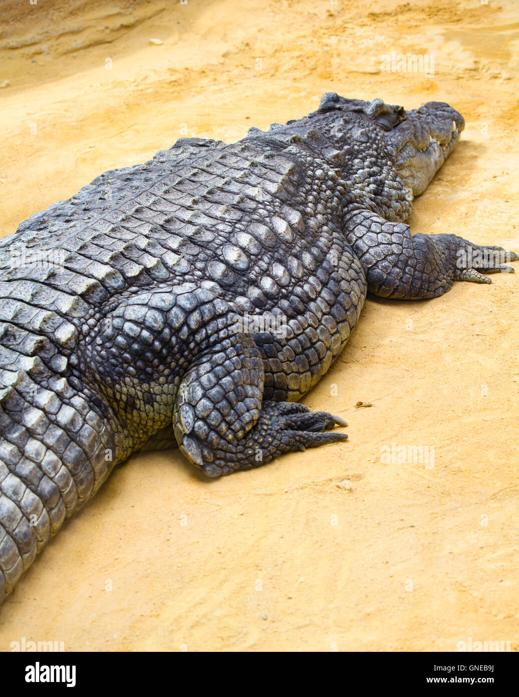 Big crocodile in vivarium Stock Photo - Alamy