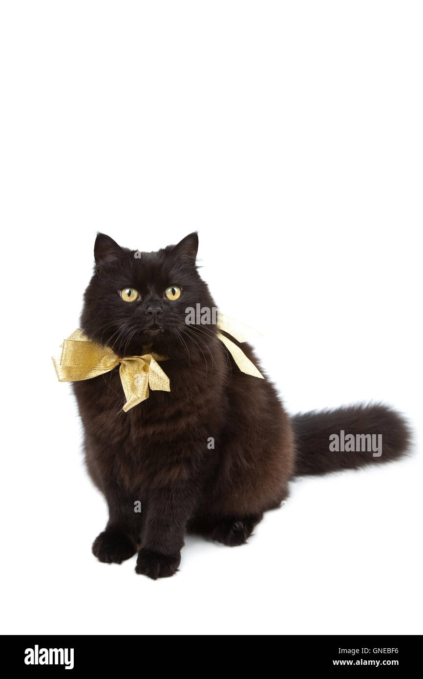 Cat wearing ribbon hi-res stock photography and images - Alamy