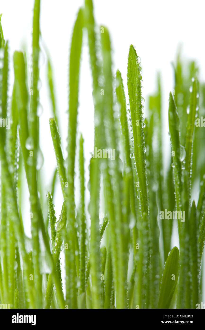 fresh wet grass background isolated Stock Photo - Alamy