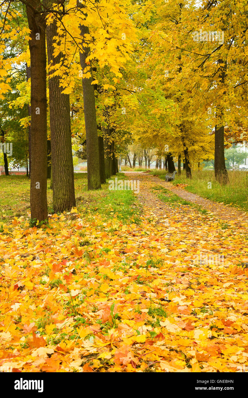 golden maple trees in the park Stock Photo - Alamy