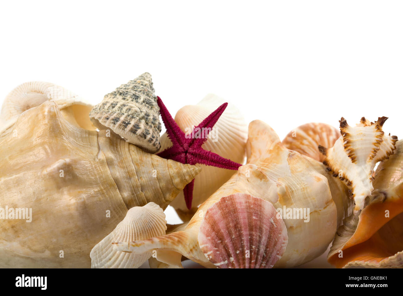 sea shells isolated Stock Photo - Alamy