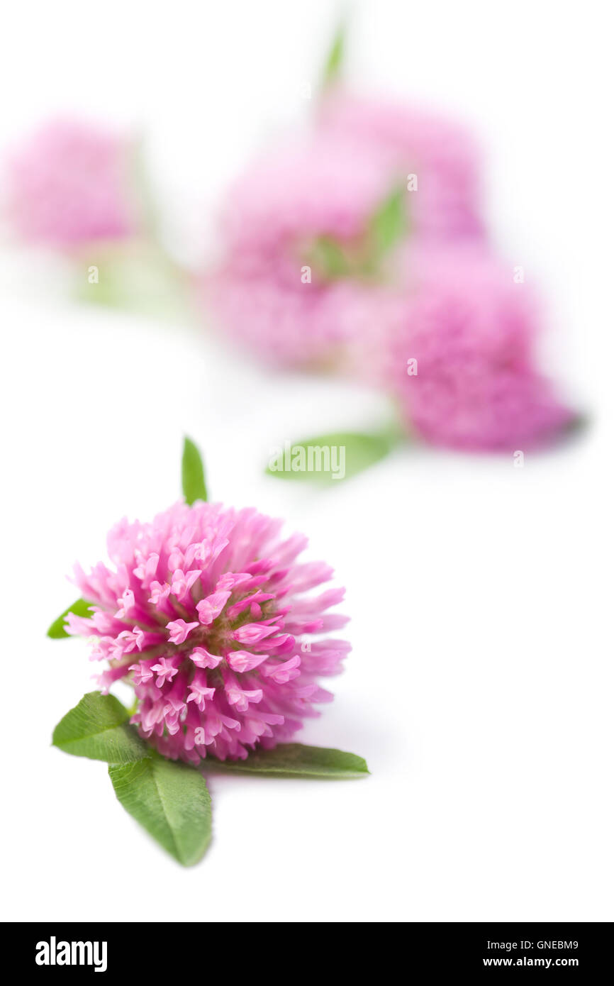 pink clover flowers isolated Stock Photo - Alamy