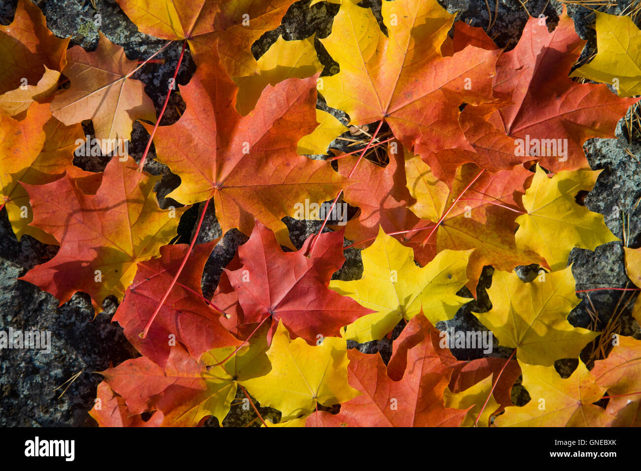 colorful autumn leaves background Stock Photo - Alamy