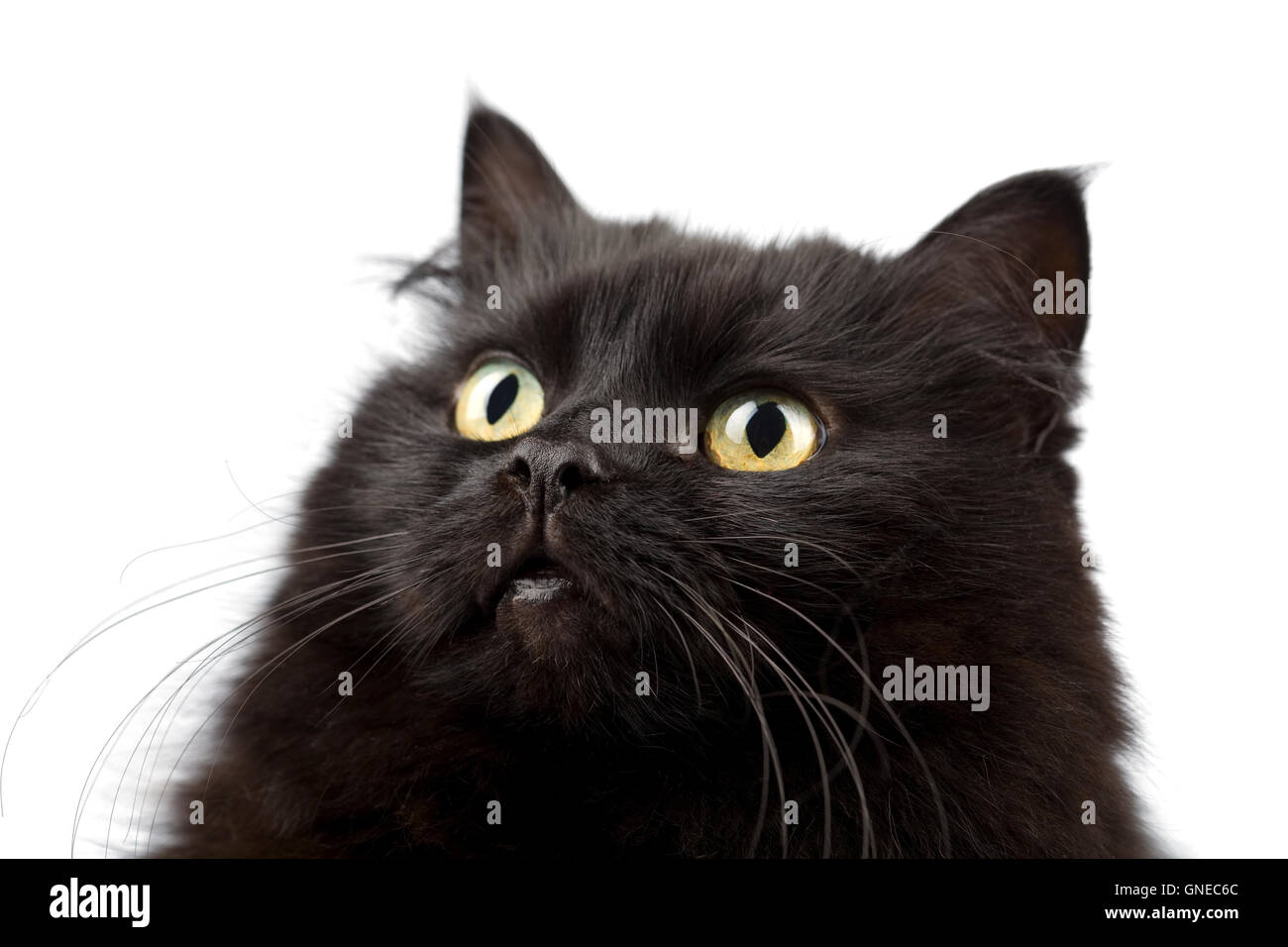 face of cute black cat isolated Stock Photo - Alamy
