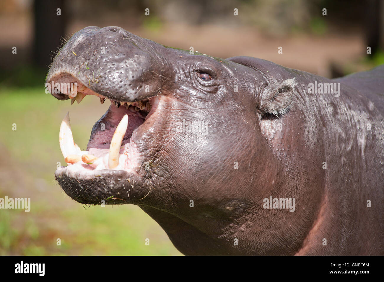 Dangerous creature hi-res stock photography and images - Alamy