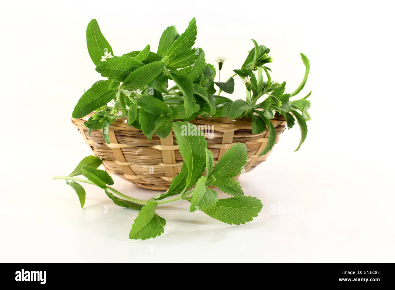 Stevia plants hi-res stock photography and images - Alamy