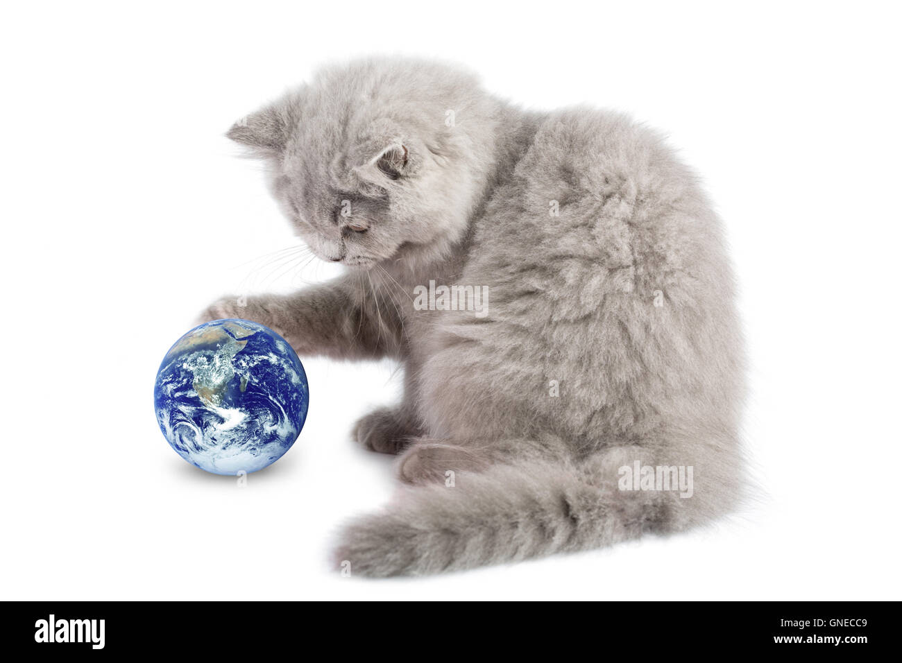 Cat playing with earth Cut Out Stock Images & Pictures - Alamy