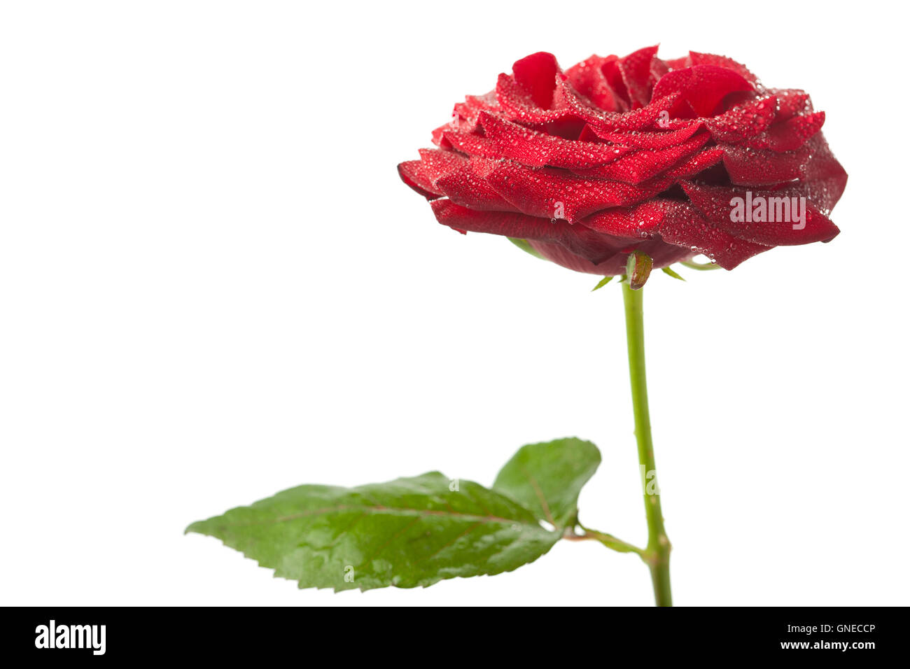 Drop vegetation Cut Out Stock Images & Pictures - Alamy