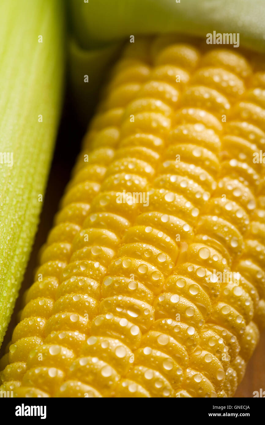 macro of fresh maize corns Stock Photo - Alamy