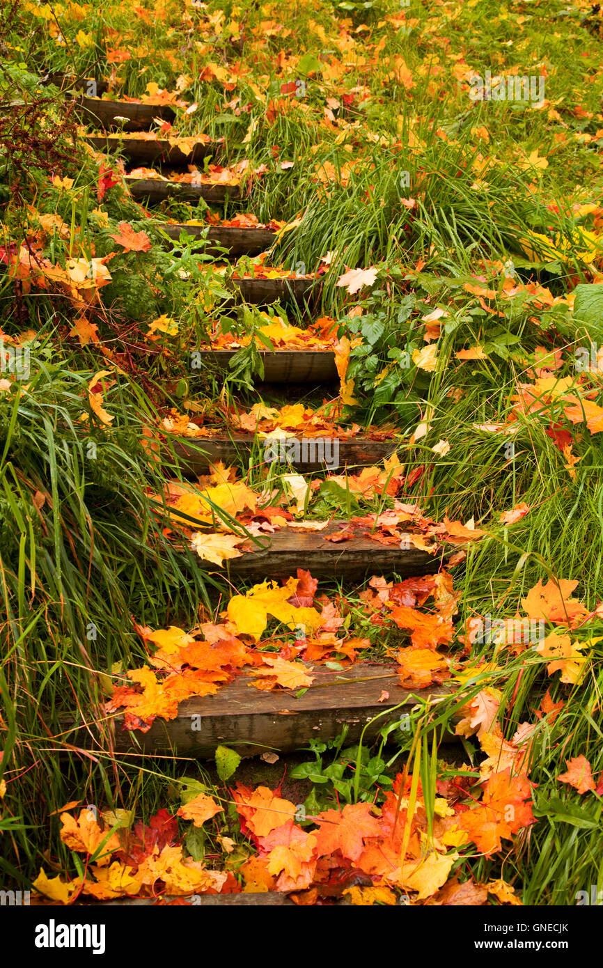 steps into autumn Stock Photo - Alamy