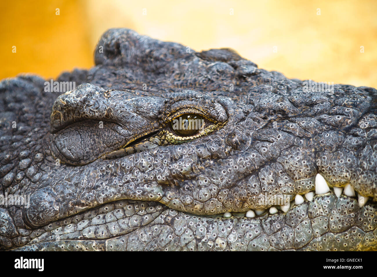 crocodile resting with eye details Stock Photo - Alamy