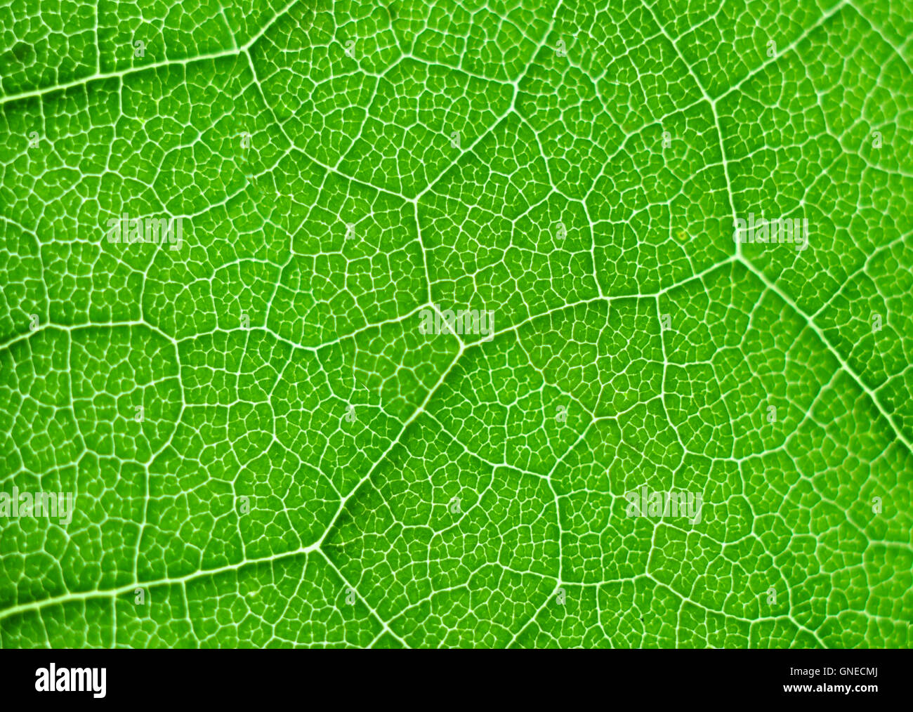 green leaf macro Stock Photo - Alamy