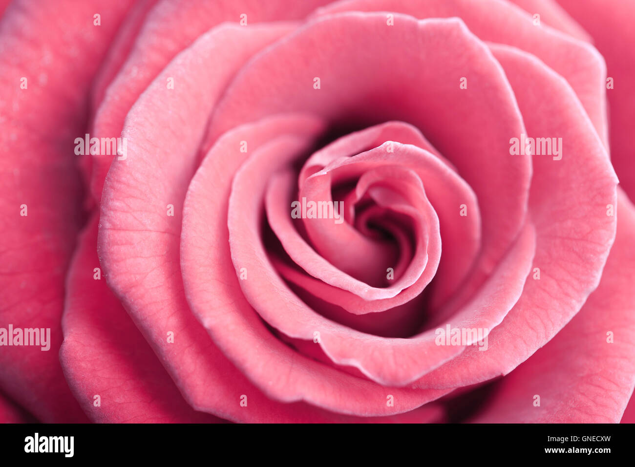 beautiful pink rose background Stock Photo - Alamy