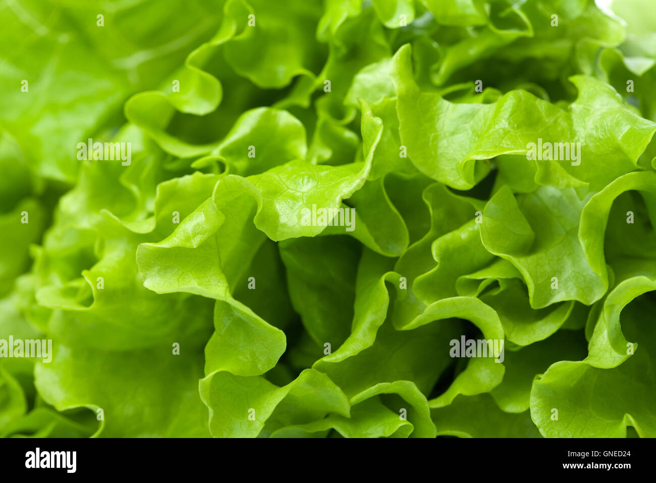 fresh lettuce background Stock Photo - Alamy