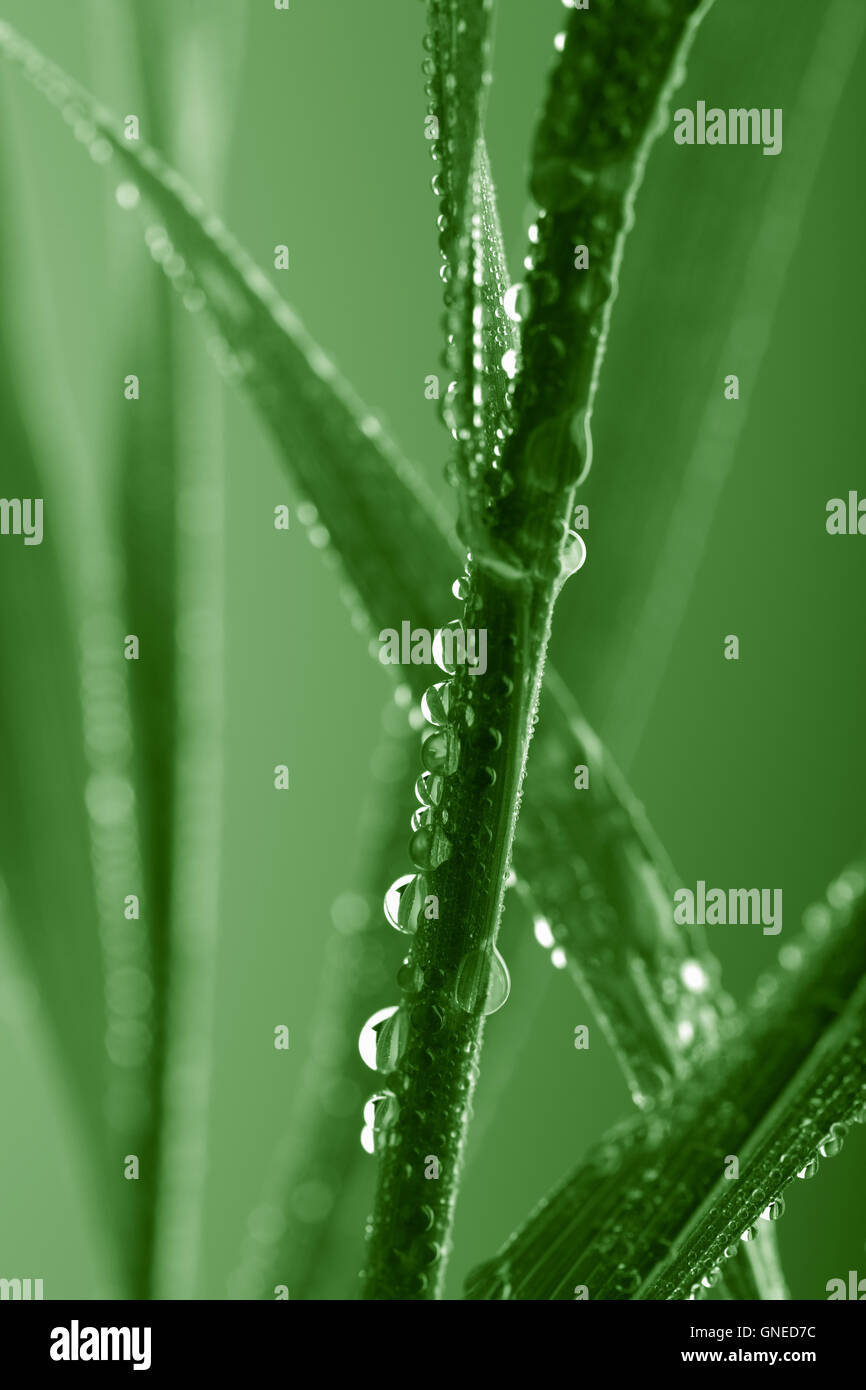 fresh wet grass background Stock Photo - Alamy
