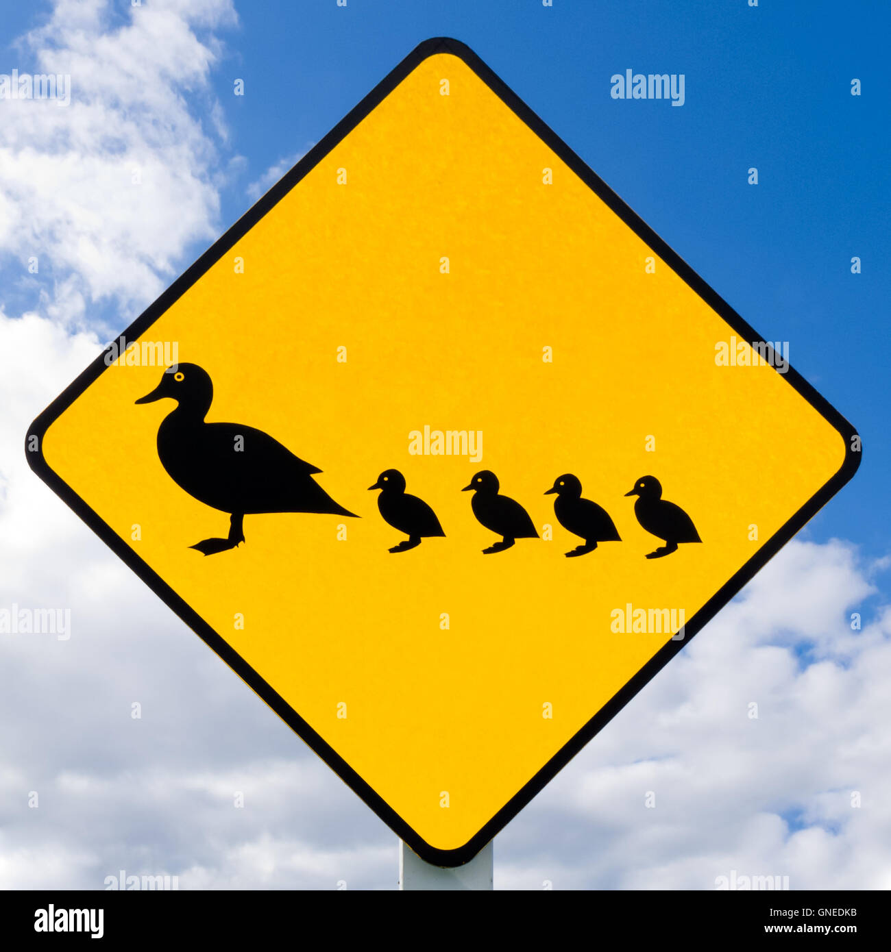 Roadsign warning, ducks with ducklings crossing Stock Photo - Alamy