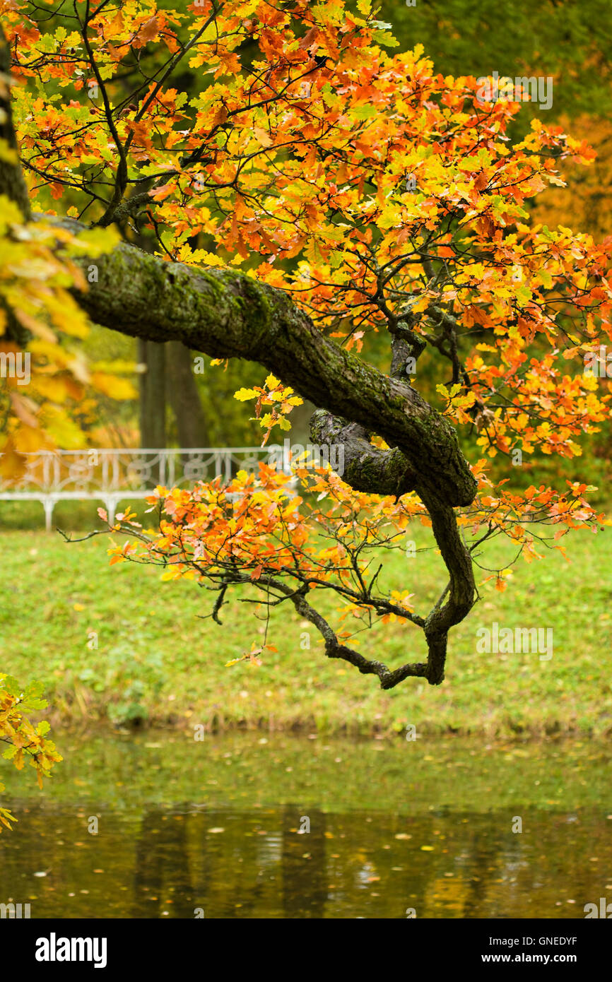 autumn tree branch Stock Photo - Alamy