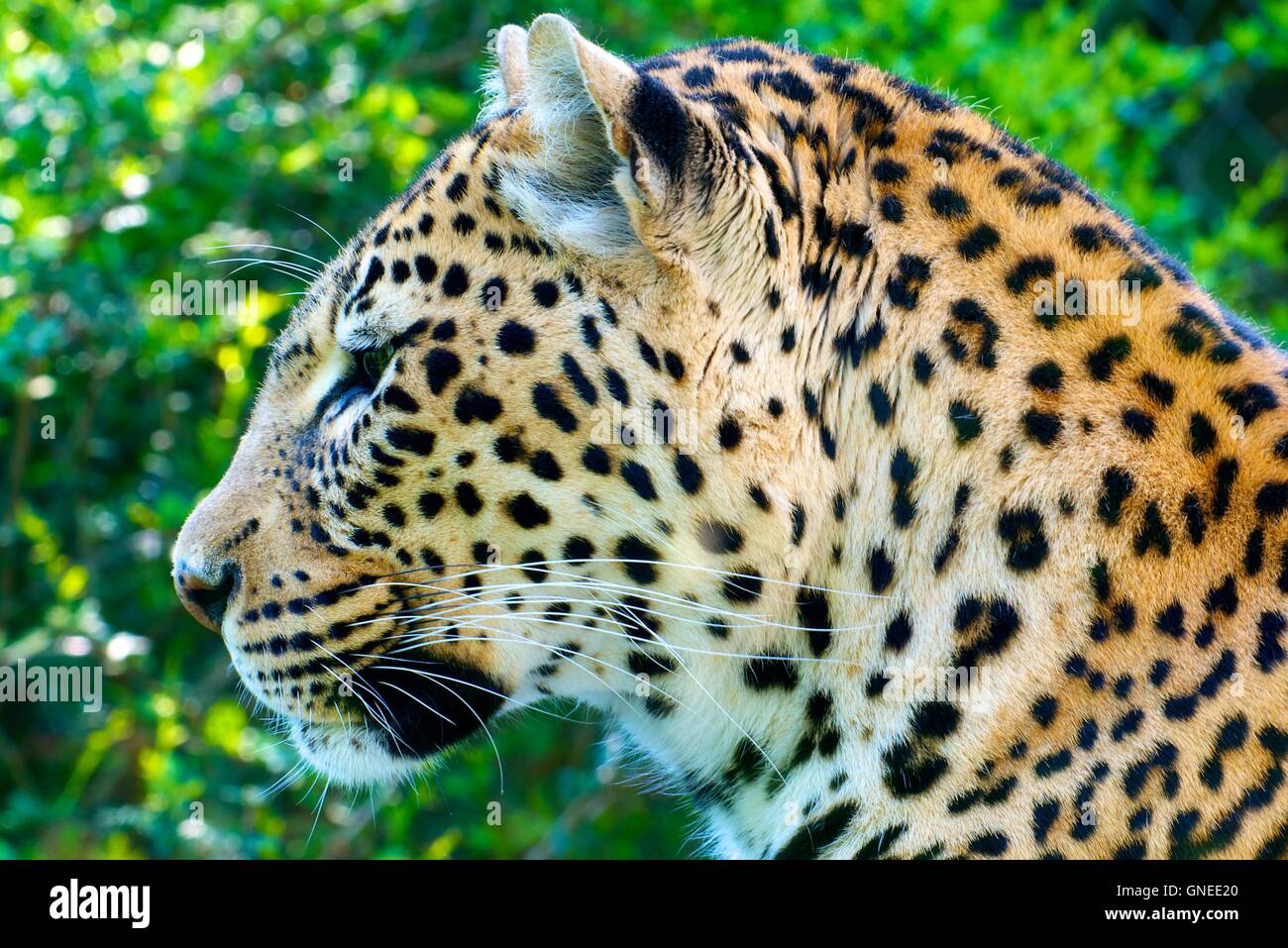 Closeup of leopard hi-res stock photography and images - Alamy