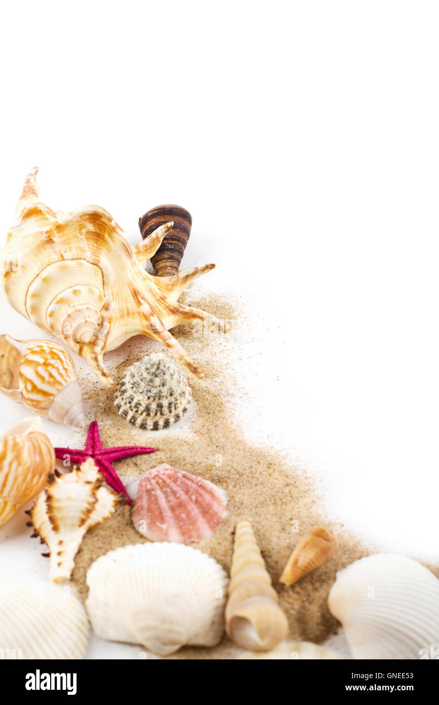 sea shells in sand isolated Stock Photo - Alamy