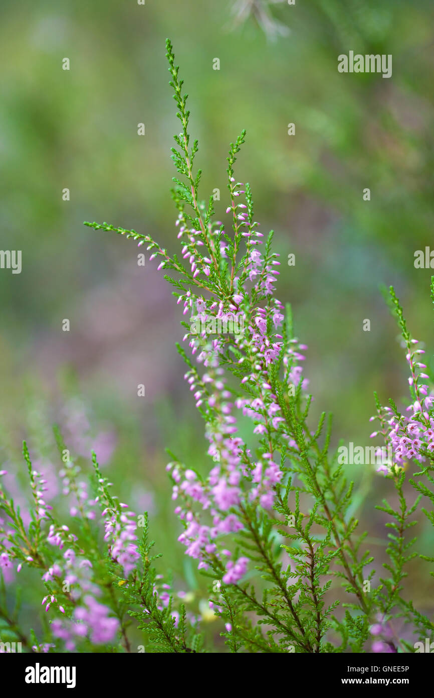 heather field background Stock Photo - Alamy