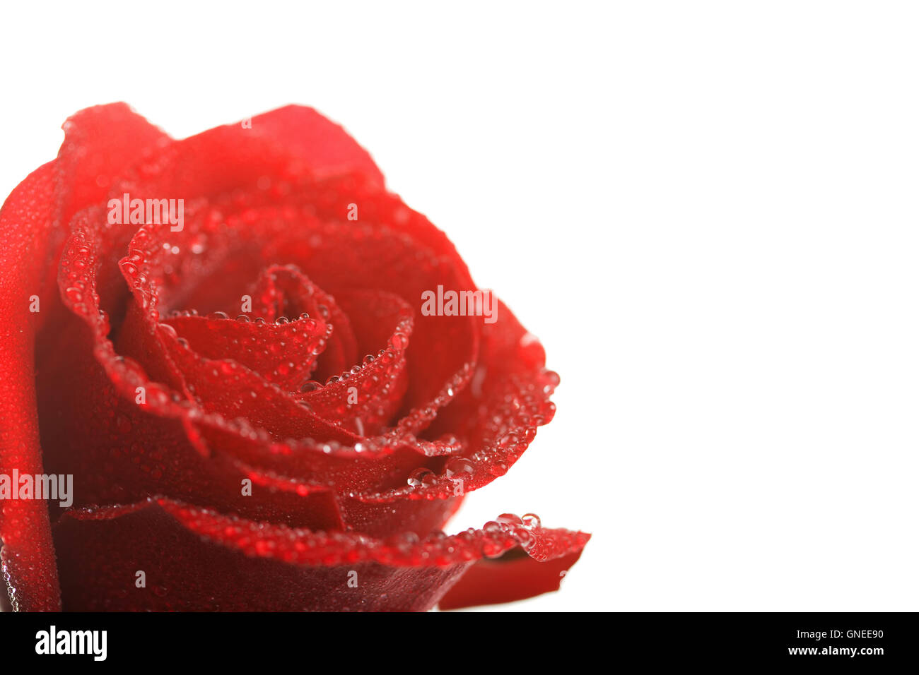 beautiful red rose with water droplets isolated Stock Photo - Alamy