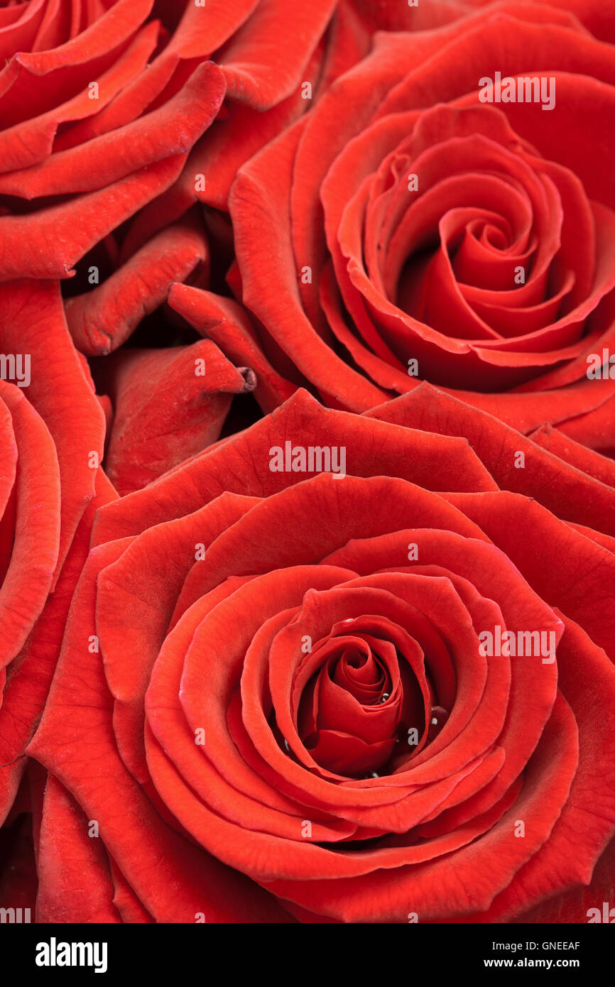 beautiful red roses background Stock Photo - Alamy