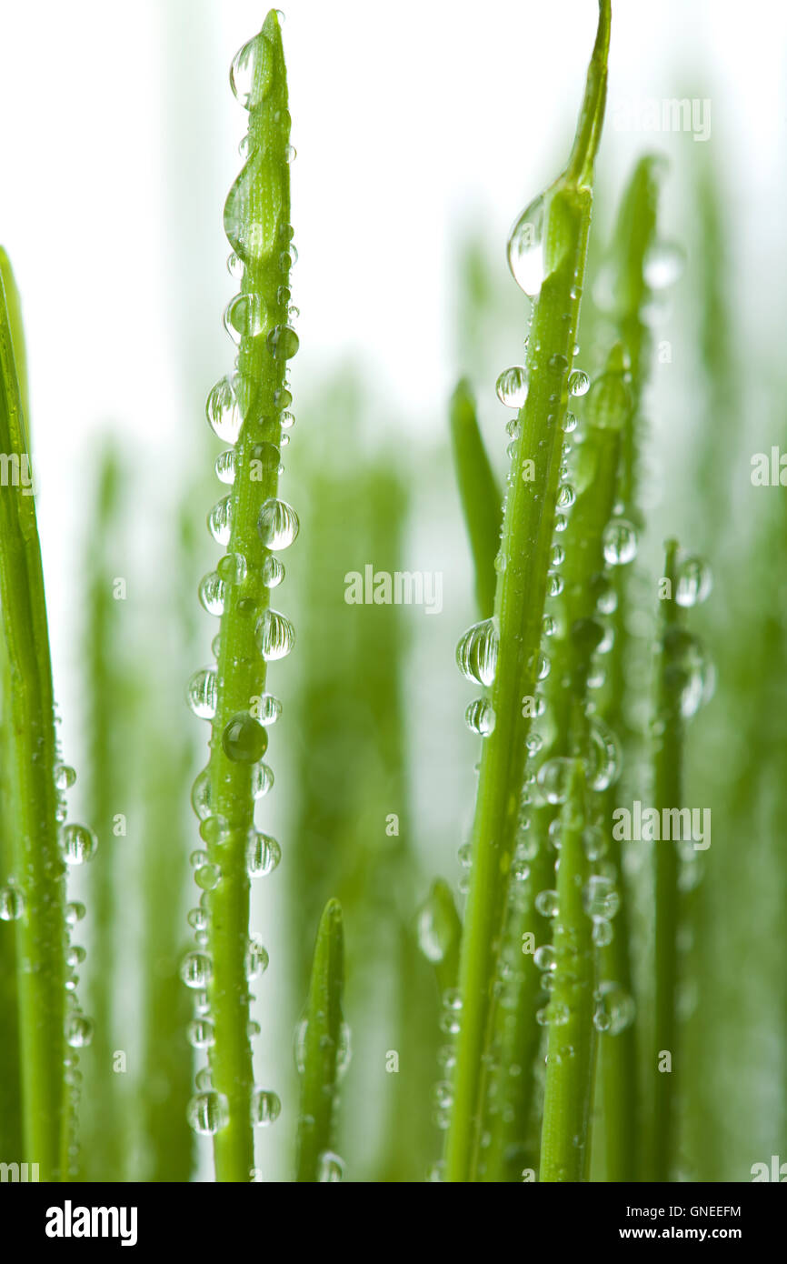fresh wet grass background Stock Photo - Alamy