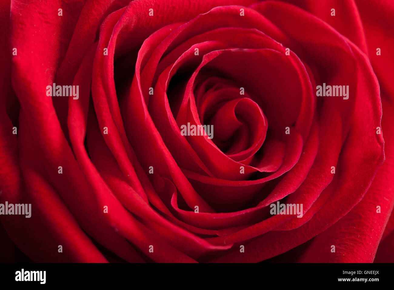 beautiful red rose background Stock Photo - Alamy