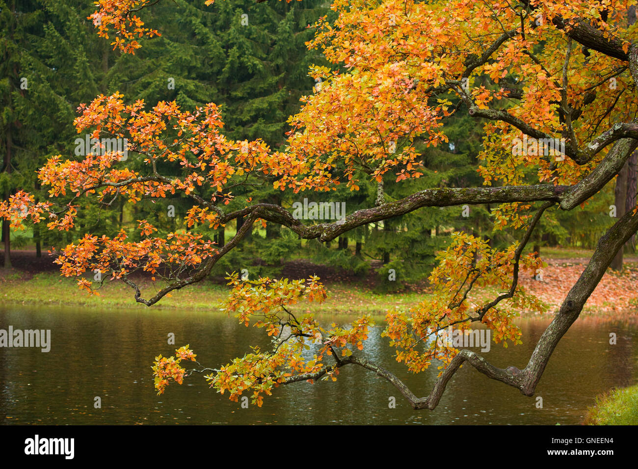 beautiful autumn tree Stock Photo - Alamy