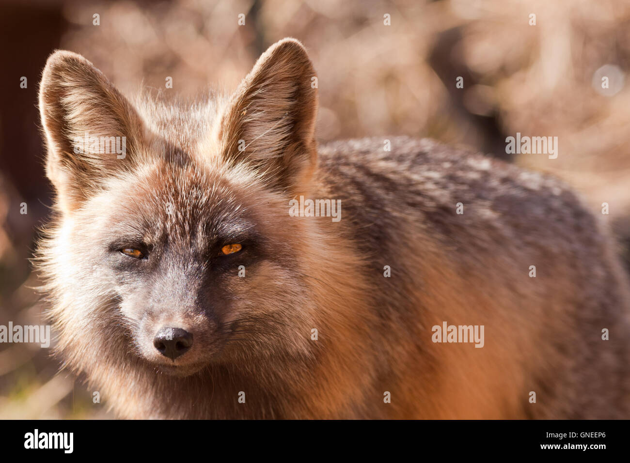 Penetrating gaze of an alert red fox, genus Vulpes Stock Photo - Alamy