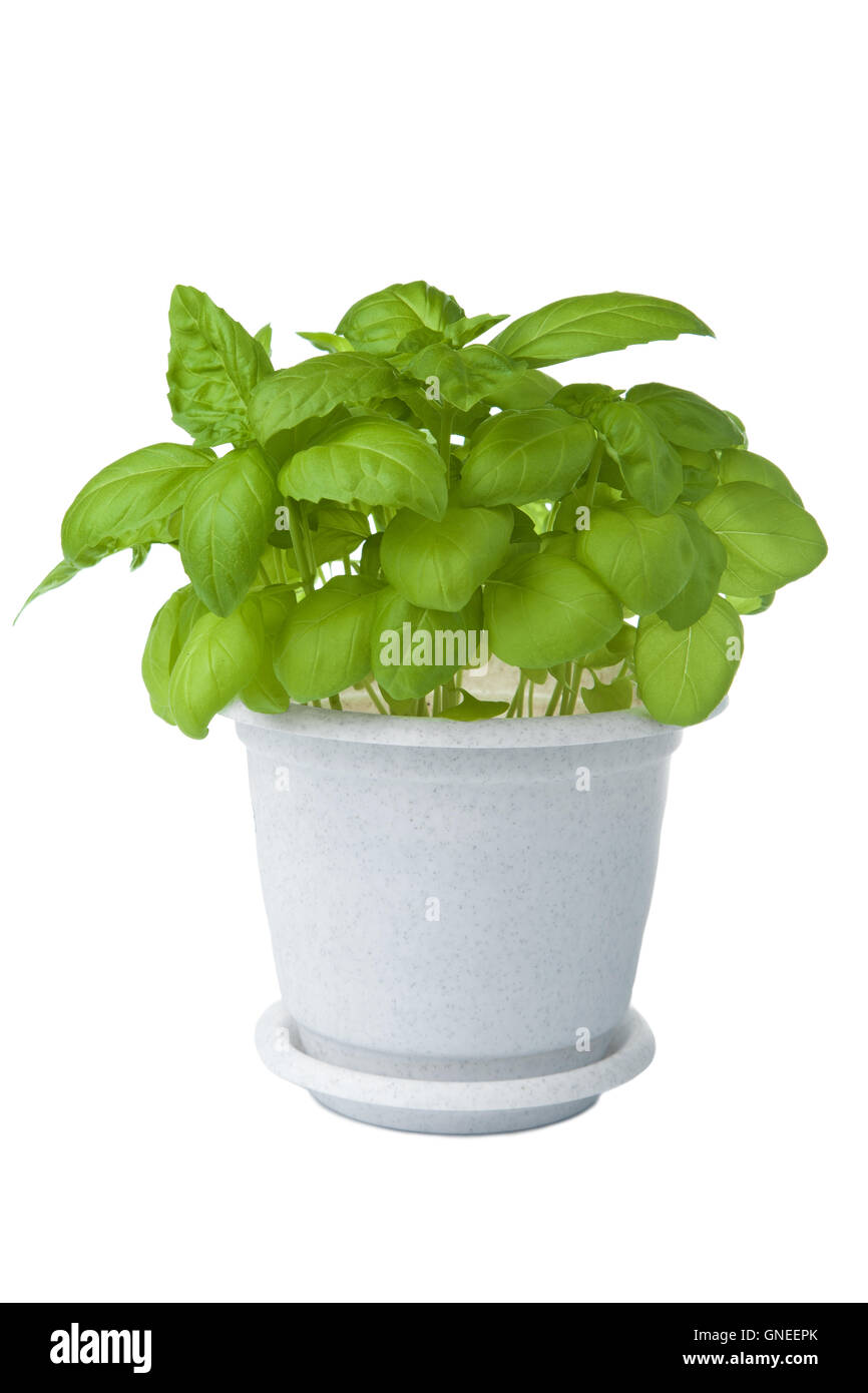 fresh basil in pot isolated Stock Photo - Alamy