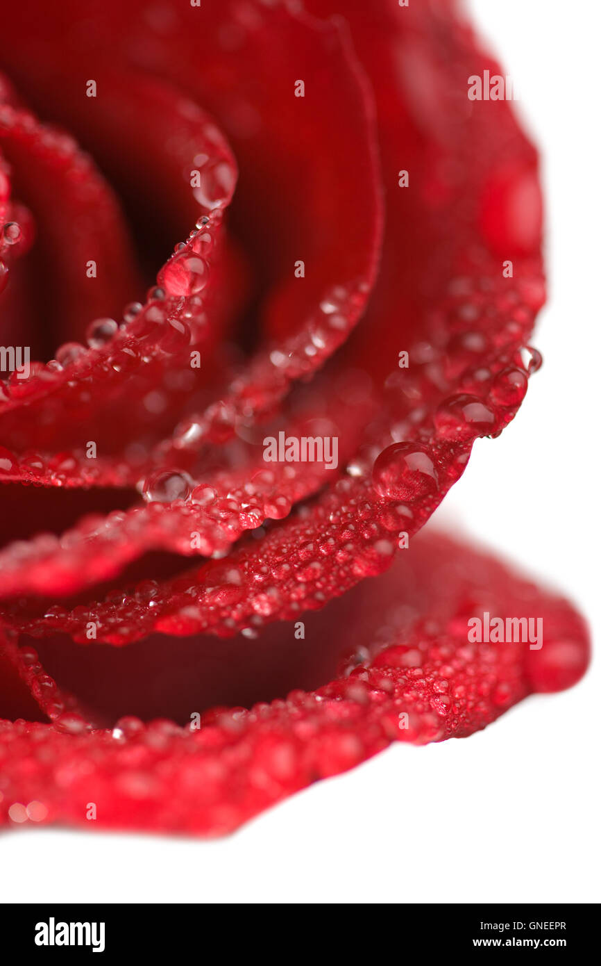 beautiful red rose with water droplets isolated Stock Photo - Alamy