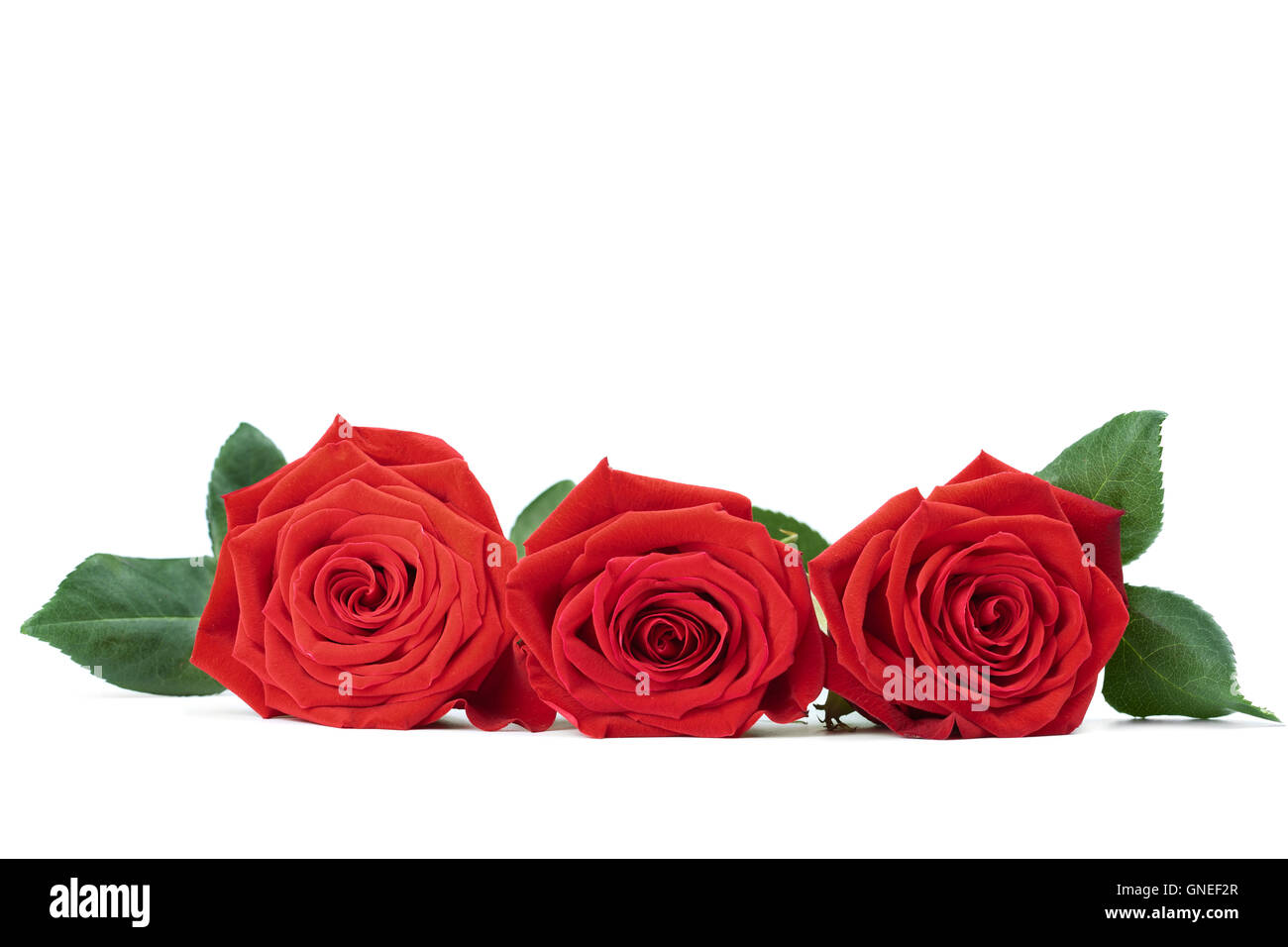 red roses isolated Stock Photo - Alamy