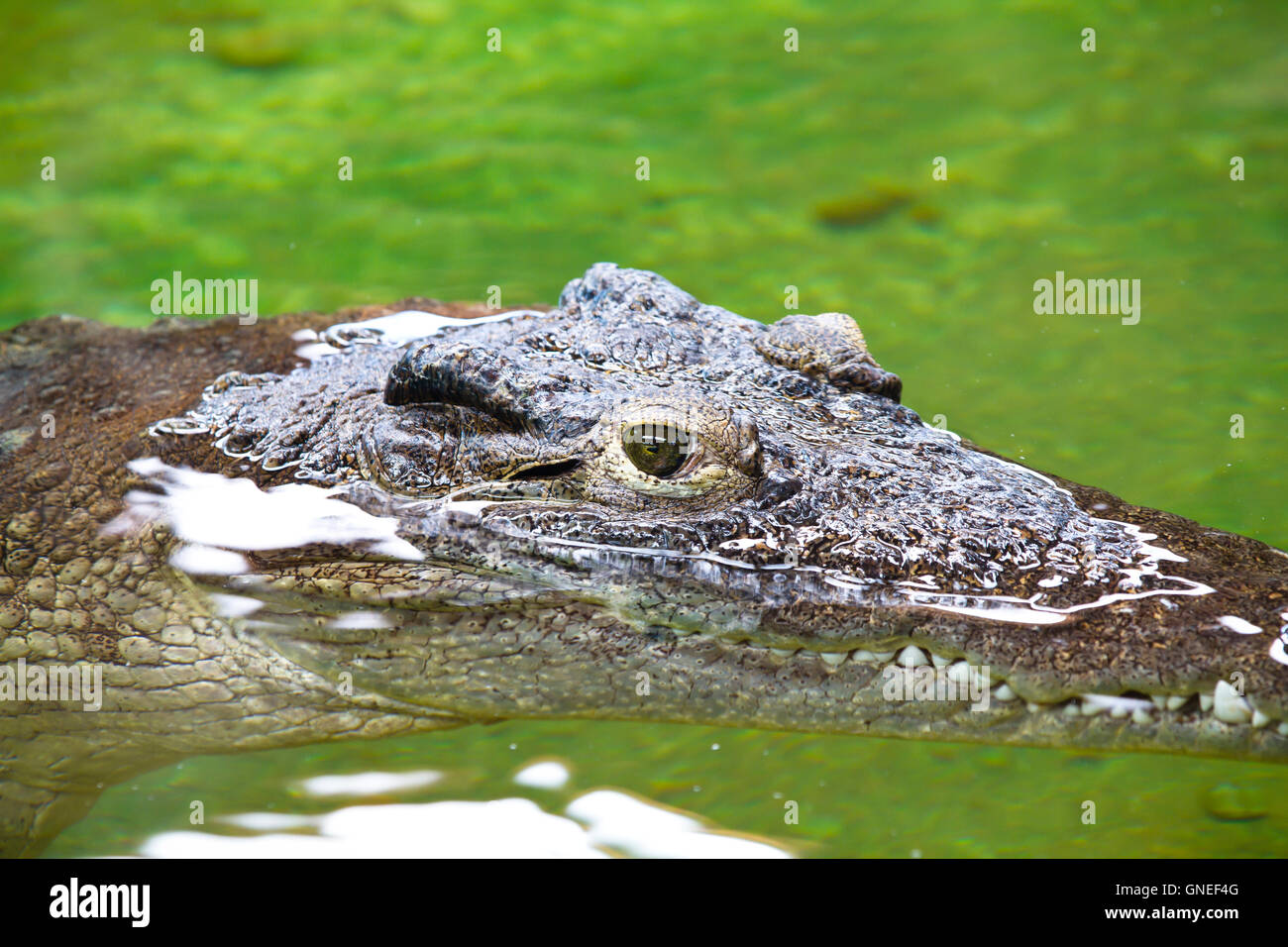 Alligator hunting in the rivers of Africa Stock Photo - Alamy