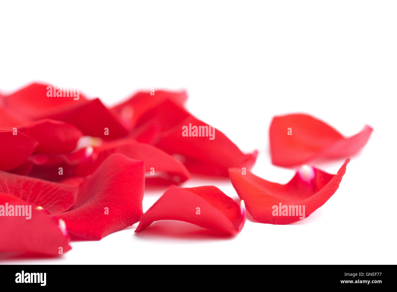 red rose petals isolated Stock Photo - Alamy