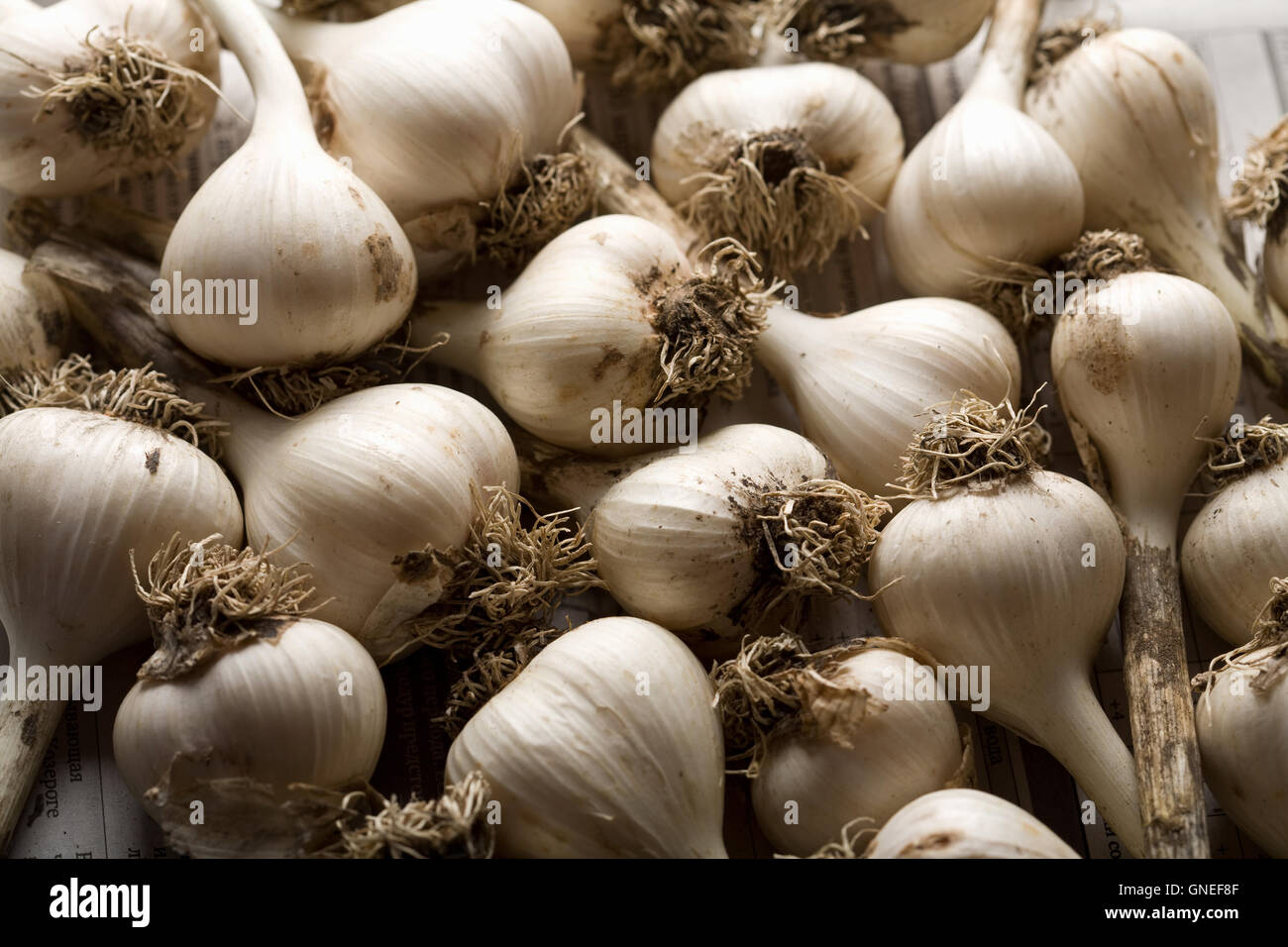 fresh garlic background Stock Photo - Alamy