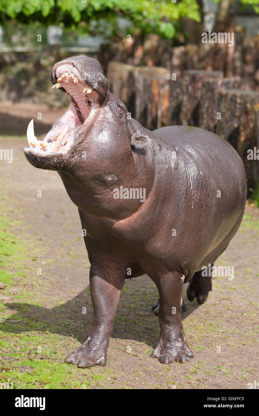 Hippo tusk hi-res stock photography and images - Alamy