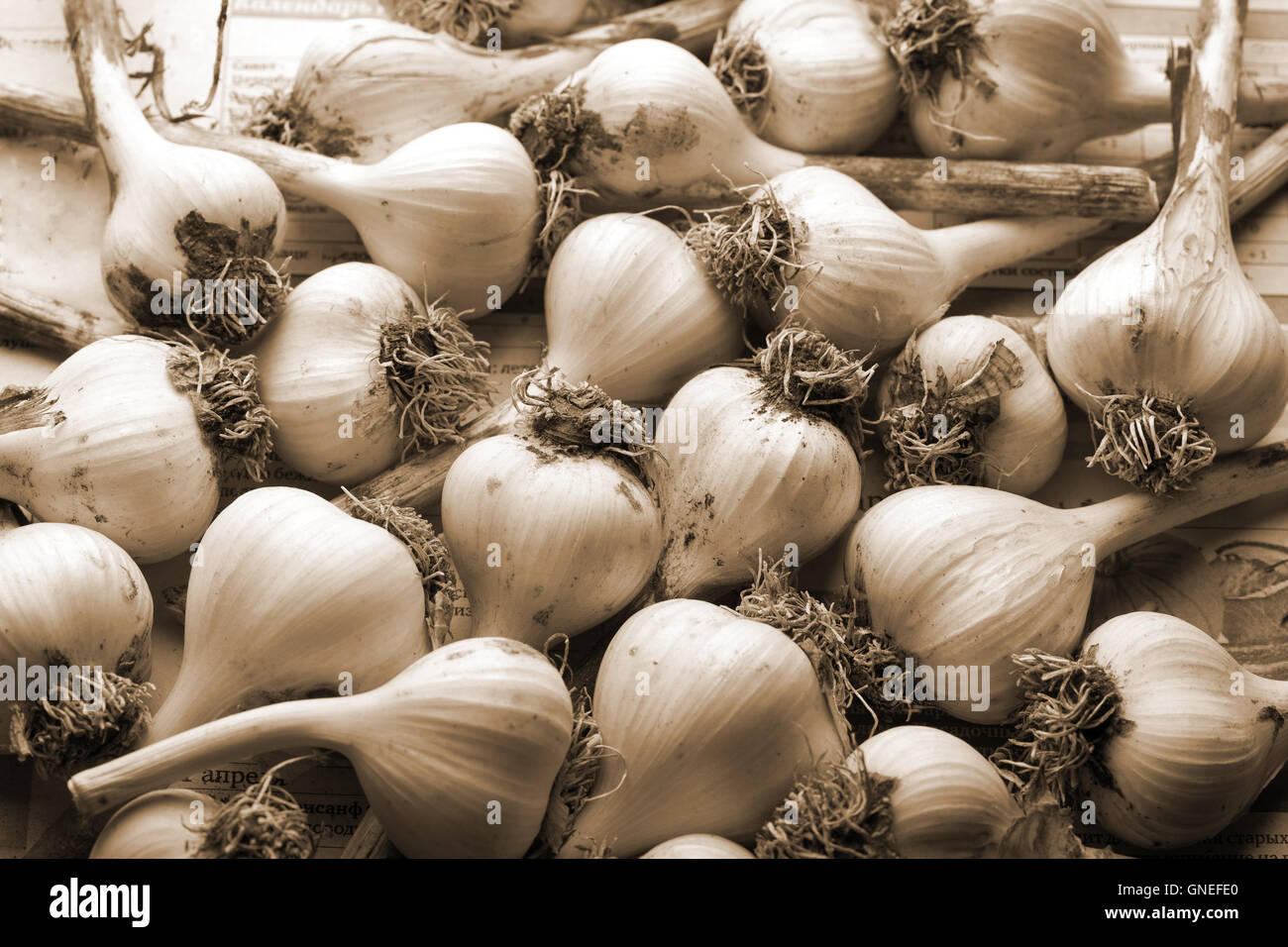 fresh garlic background Stock Photo - Alamy