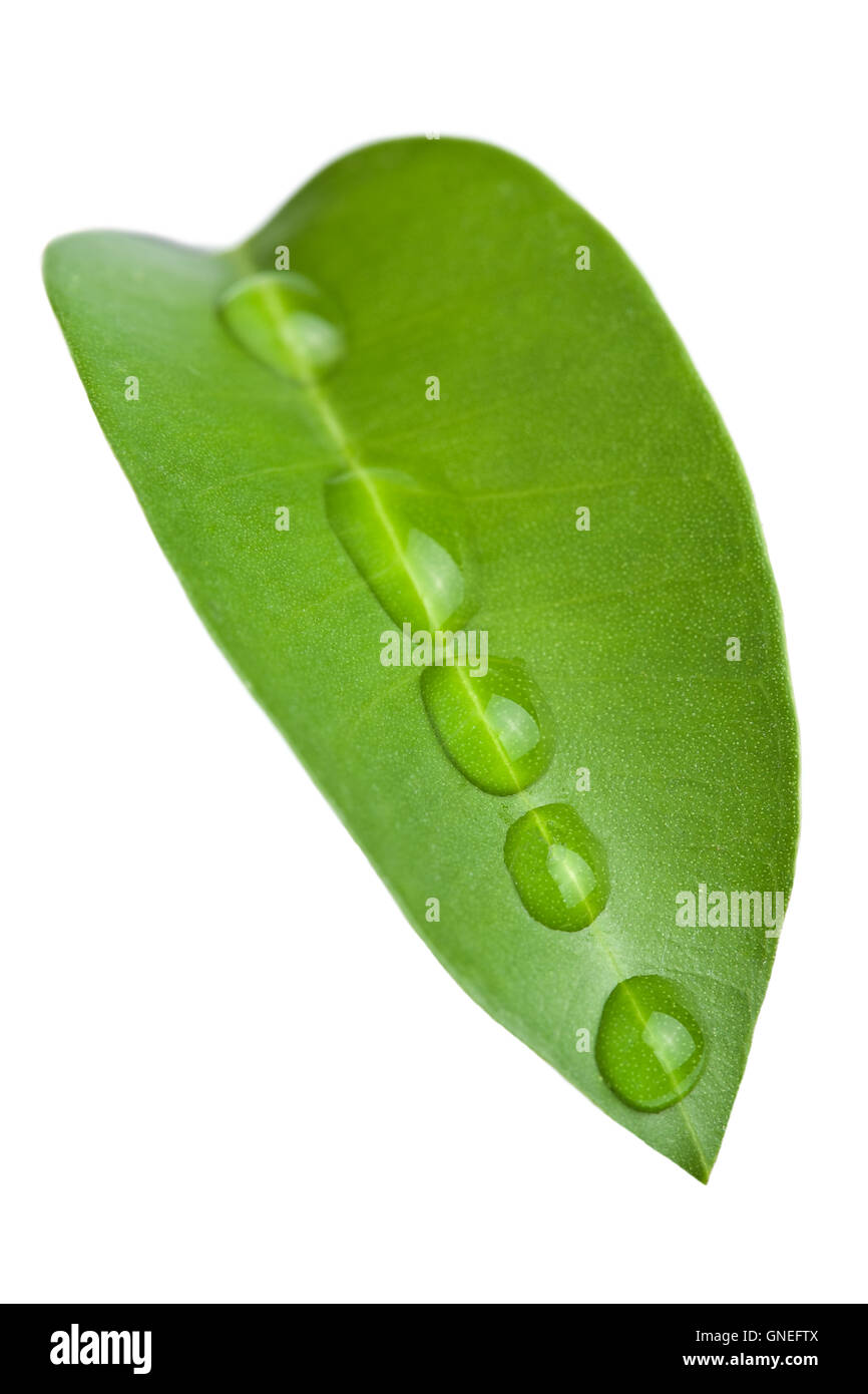 leaf with water drops isolated Stock Photo - Alamy
