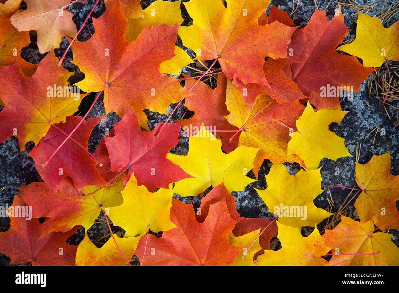 colorful autumn leaves background Stock Photo - Alamy