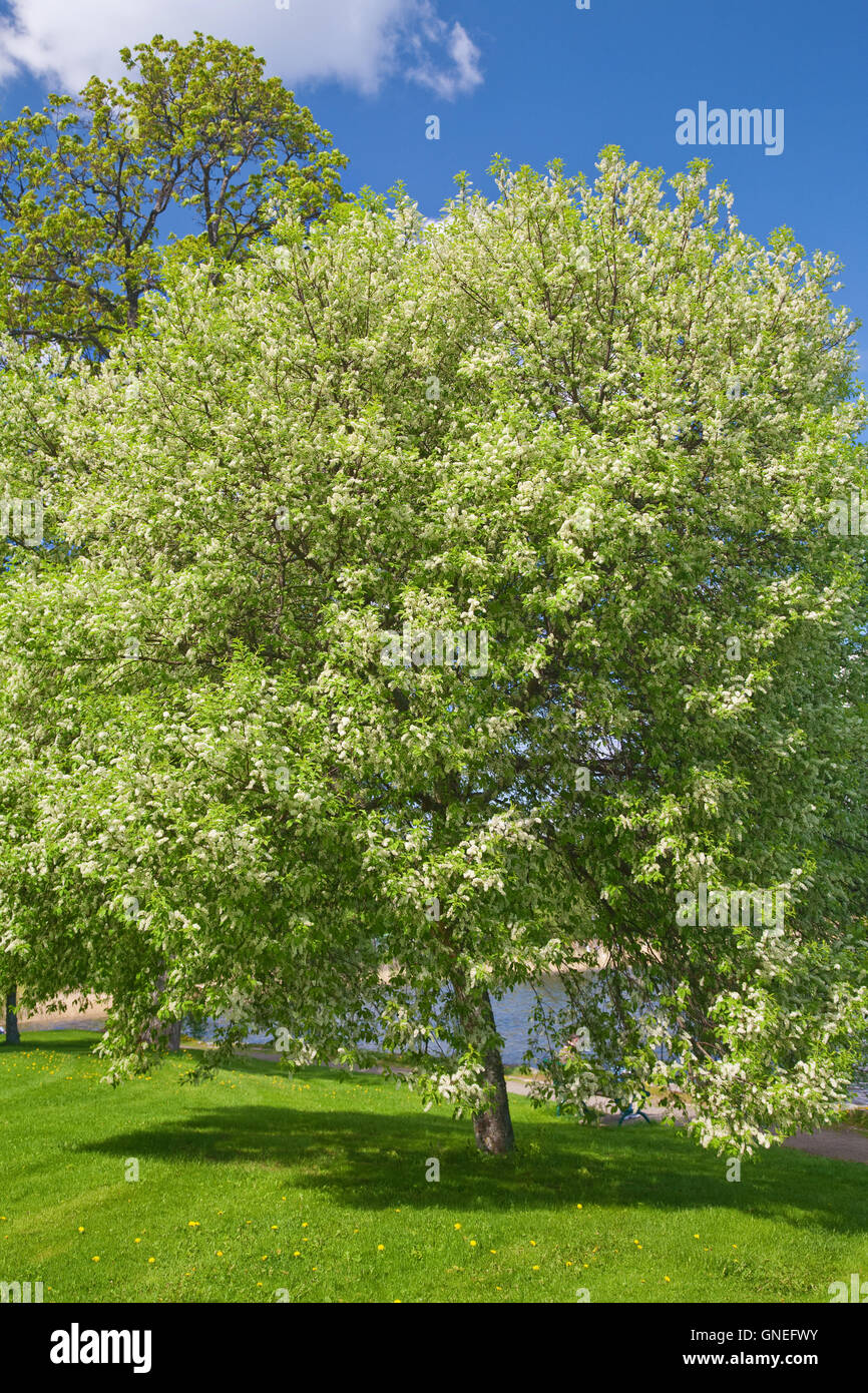 blooming bird cherry tree Stock Photo - Alamy