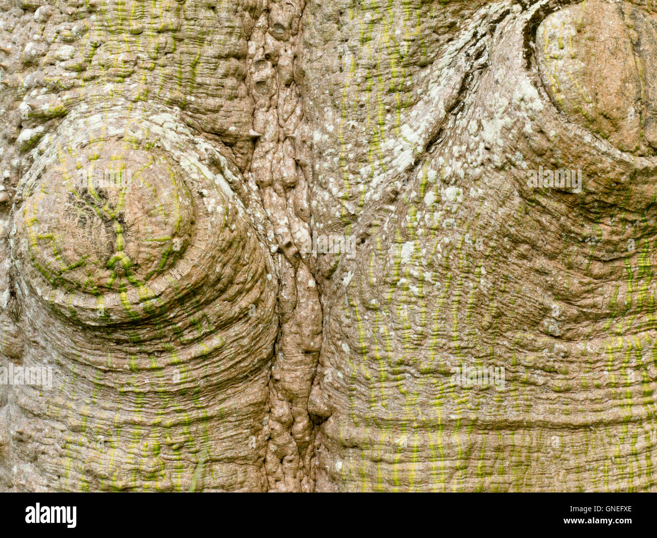 Bark of silk floss tree background texture pattern Stock Photo - Alamy