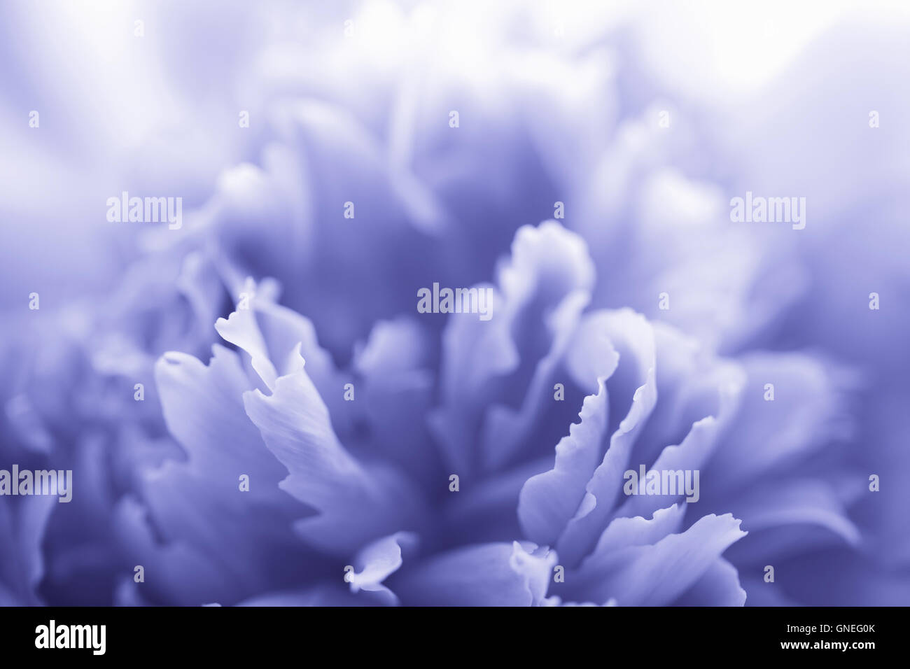 Blue peony hi-res stock photography and images - Alamy