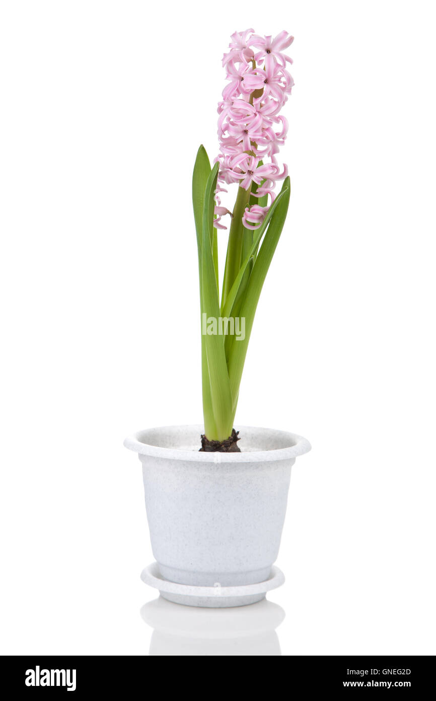 hyacinth flower in pot isolated Stock Photo - Alamy