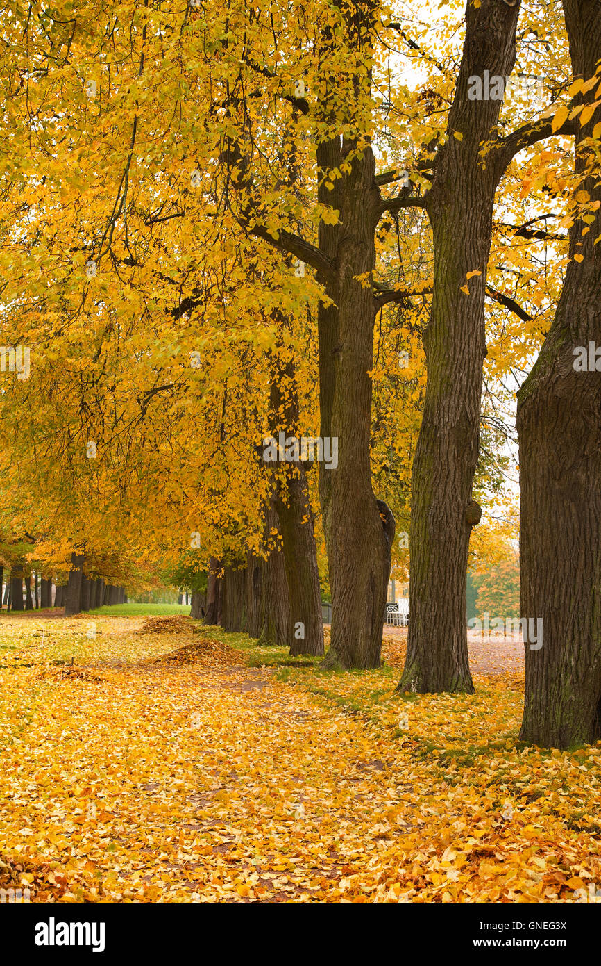 colorful autumn trees in the park Stock Photo - Alamy